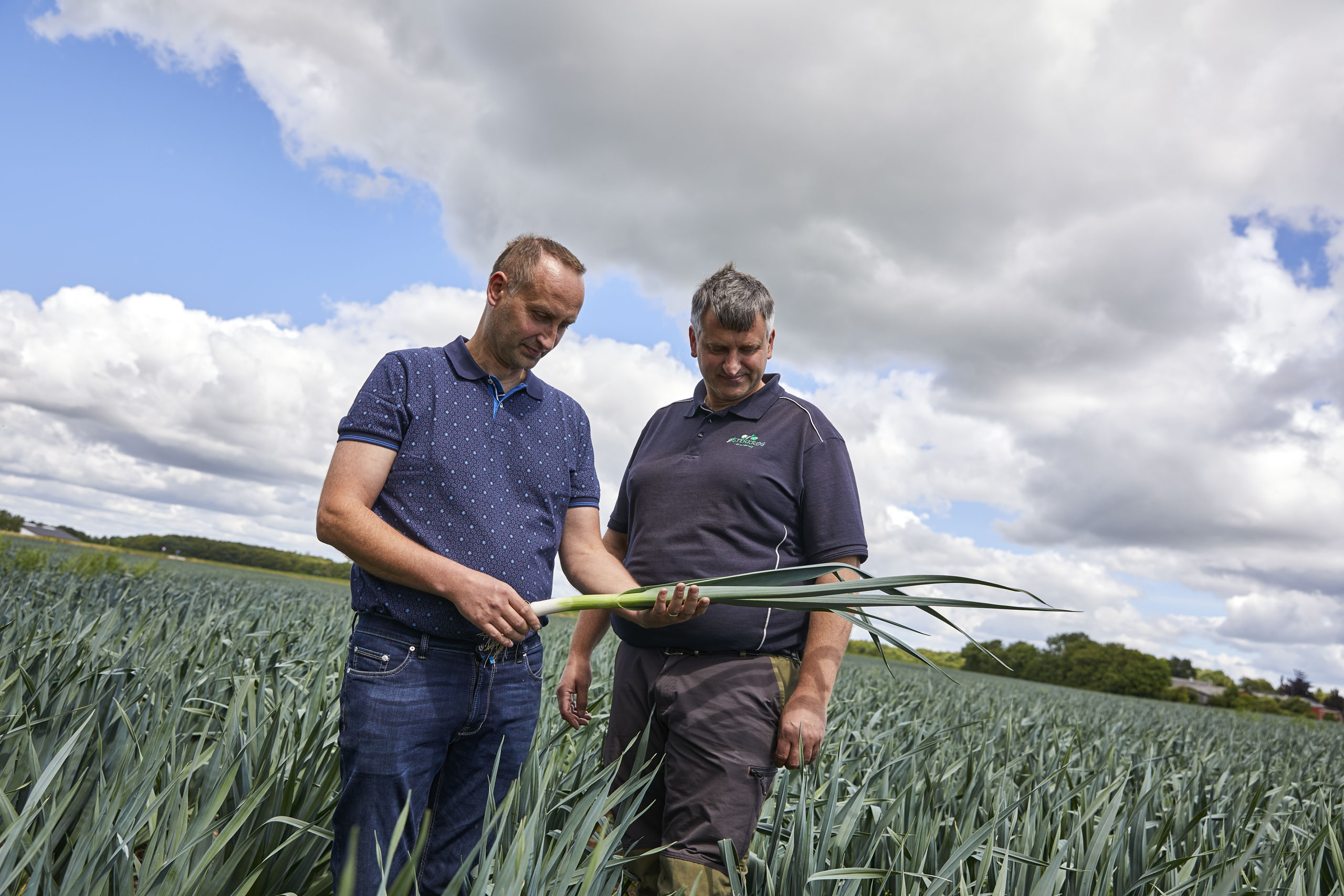 Om Dangrow - Dangrow