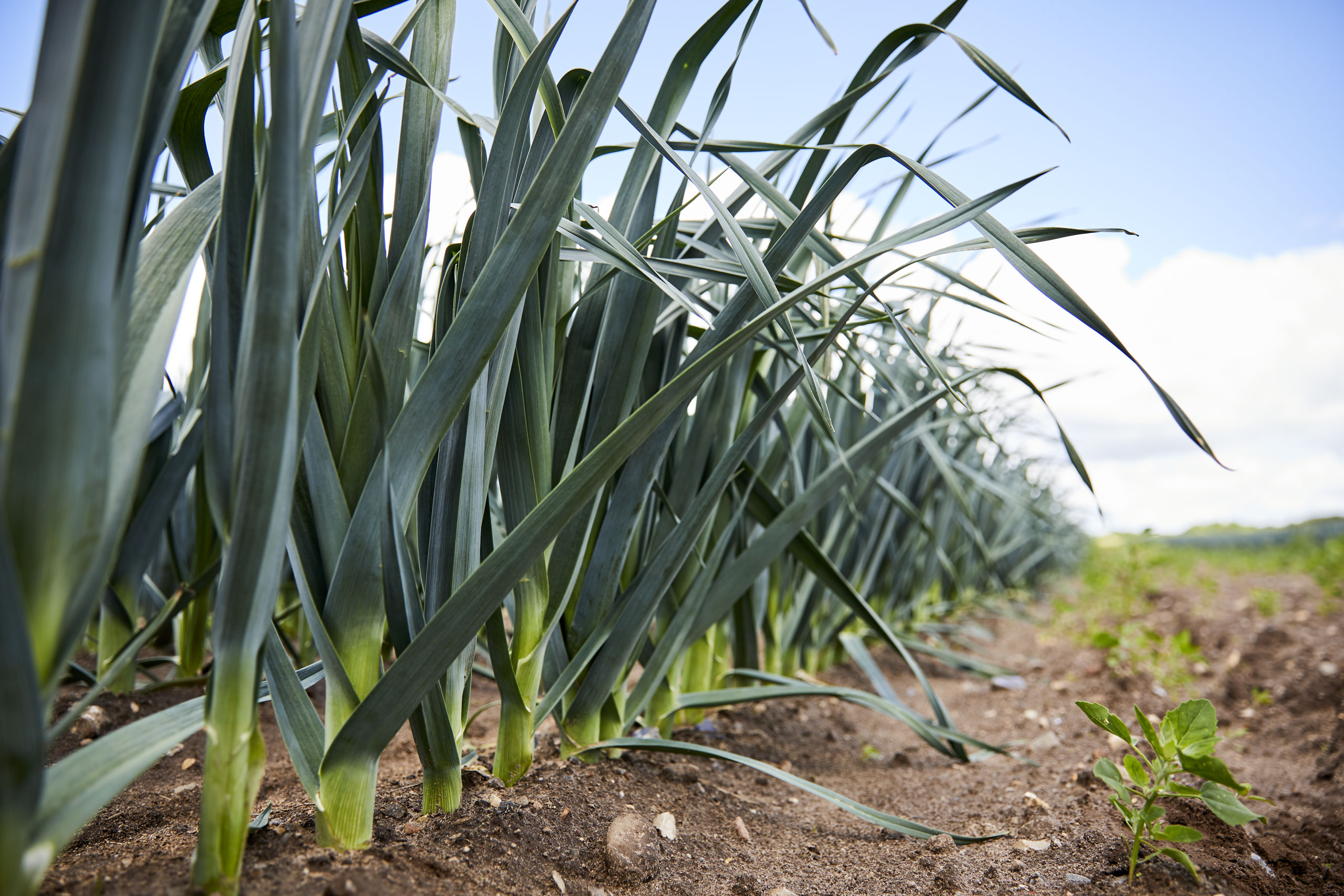 Bæredygtighed - Dangrow